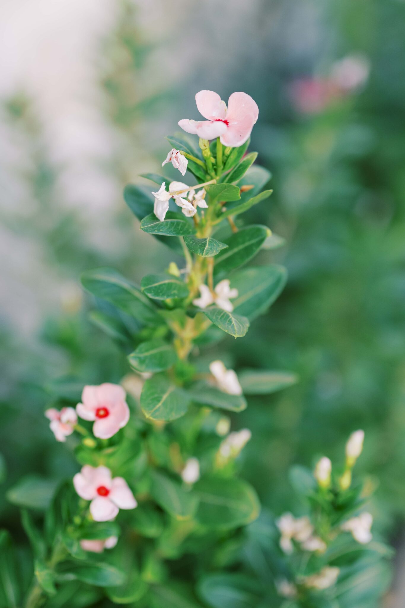 Donna+Peter's Adriatica Village engagement session